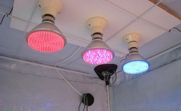 The Best Grow Lights For Microgreens | Growing Microgreens Indoors
